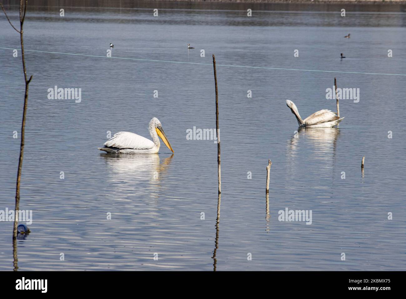 Pelicans birds as seen floating in the water in Kerkini lake in Serres ...