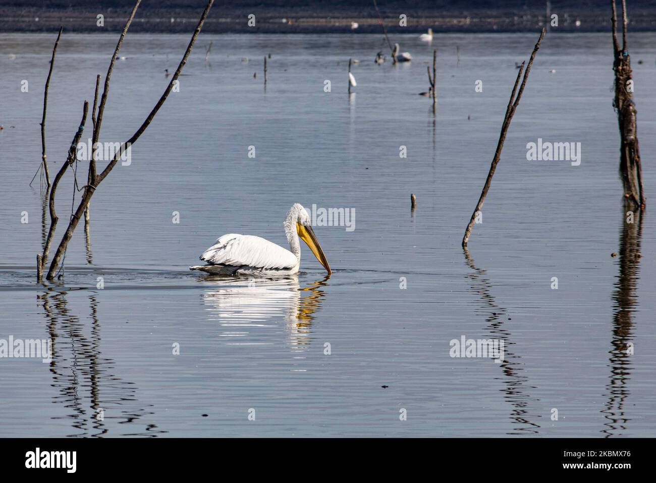 Pelicans birds as seen floating in the water in Kerkini lake in Serres ...
