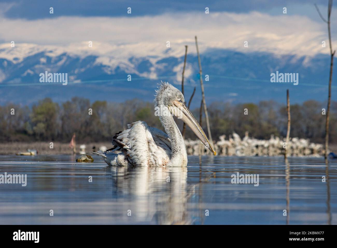 Pelicans birds as seen floating in the water in Kerkini lake in Serres ...