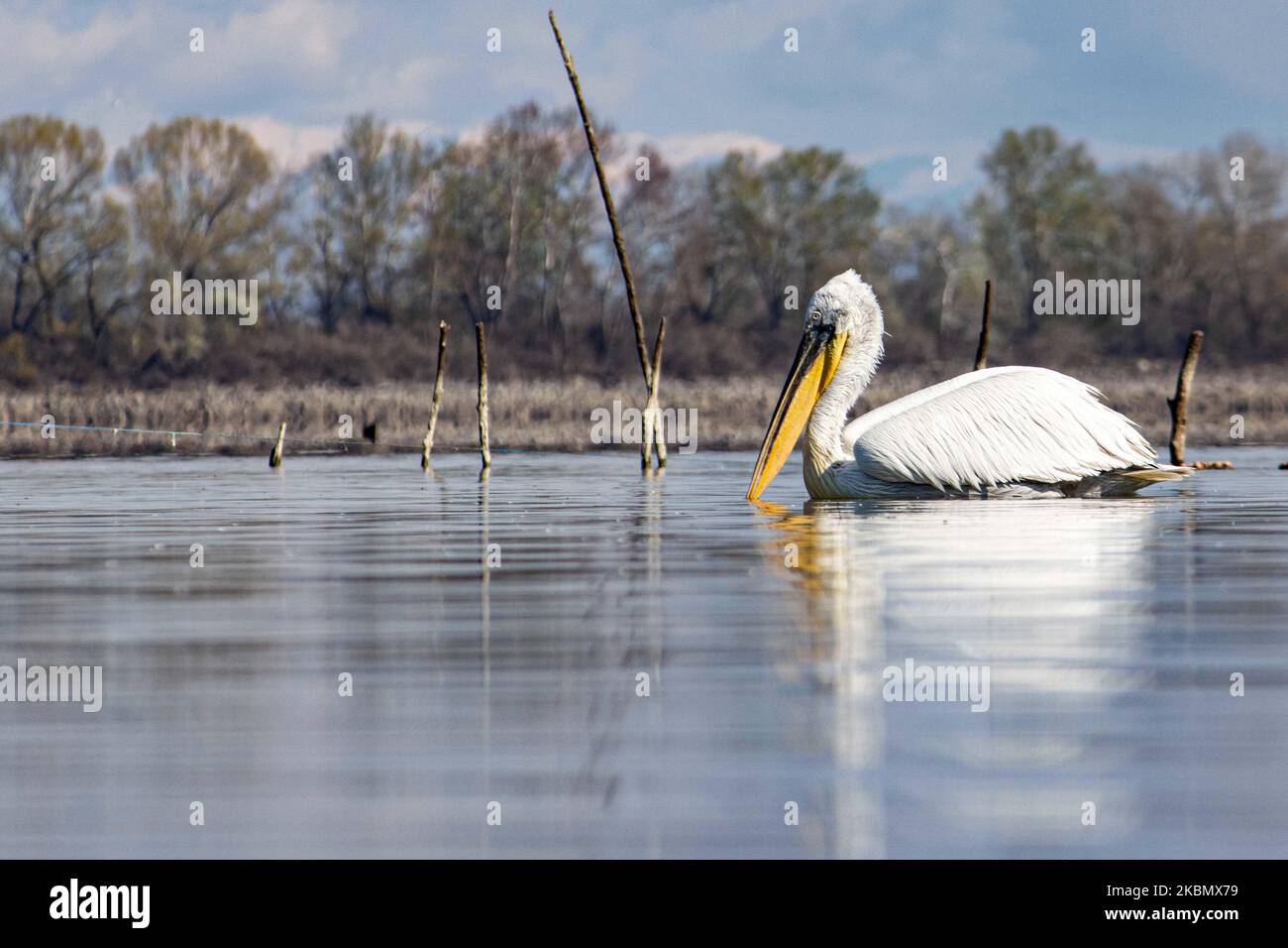 Pelicans birds as seen floating in the water in Kerkini lake in Serres ...