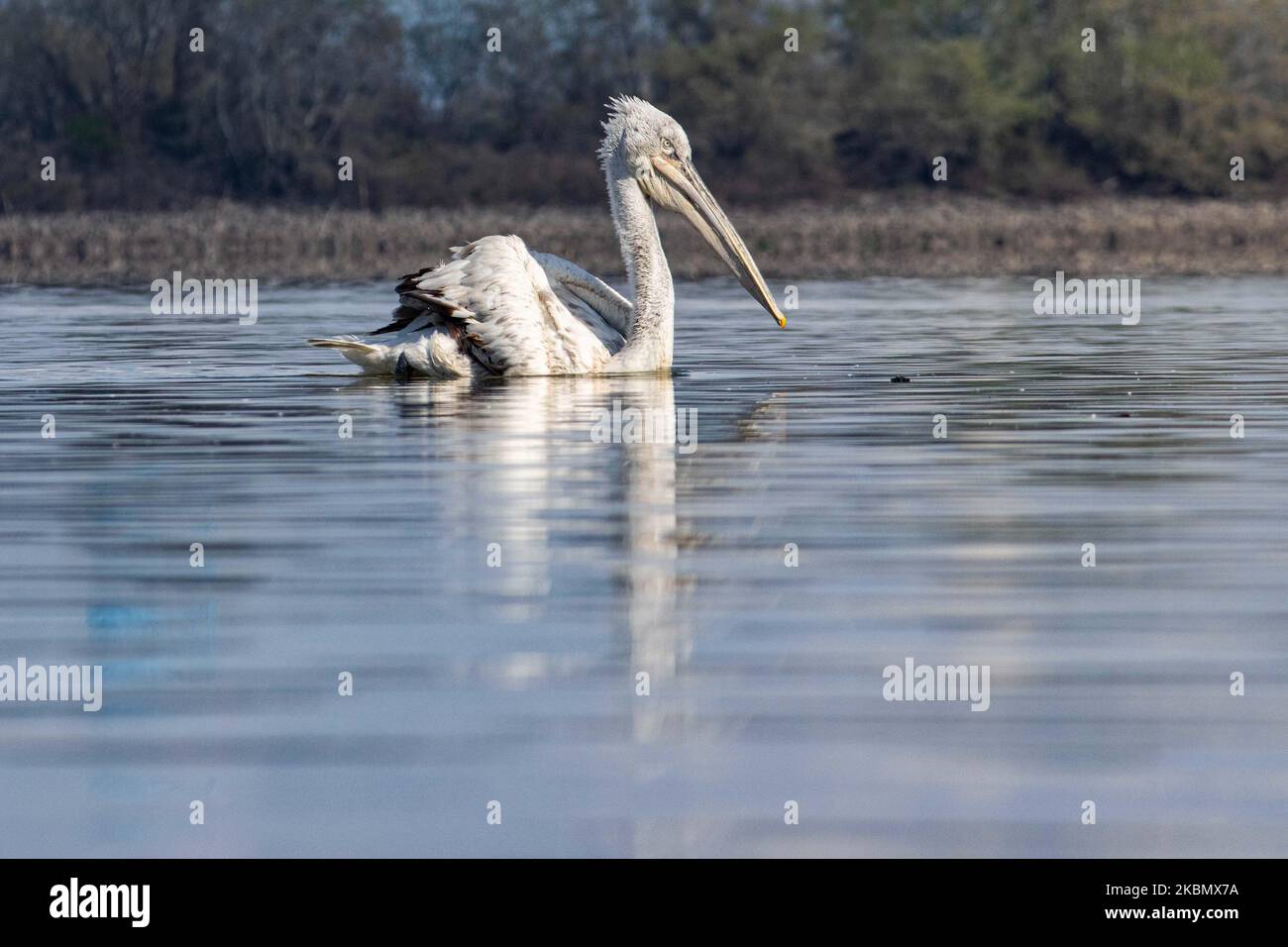 Pelicans birds as seen floating in the water in Kerkini lake in Serres ...