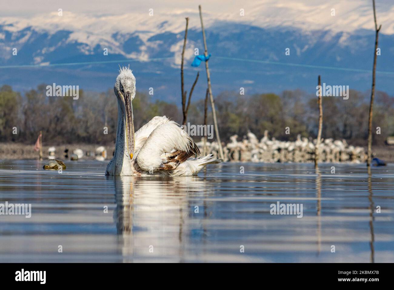Pelicans birds as seen floating in the water in Kerkini lake in Serres ...