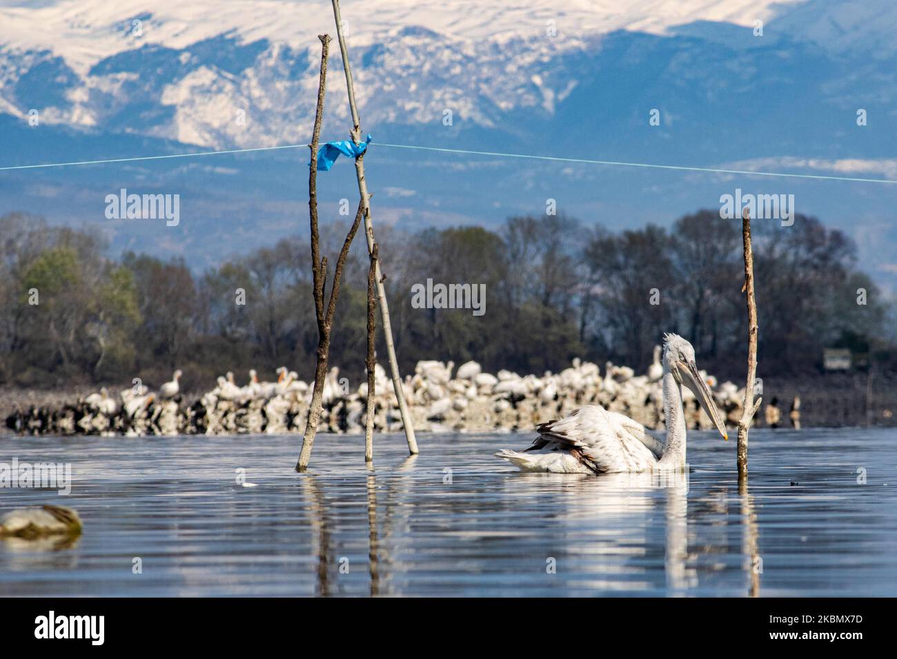 Pelicans birds as seen floating in the water in Kerkini lake in Serres ...