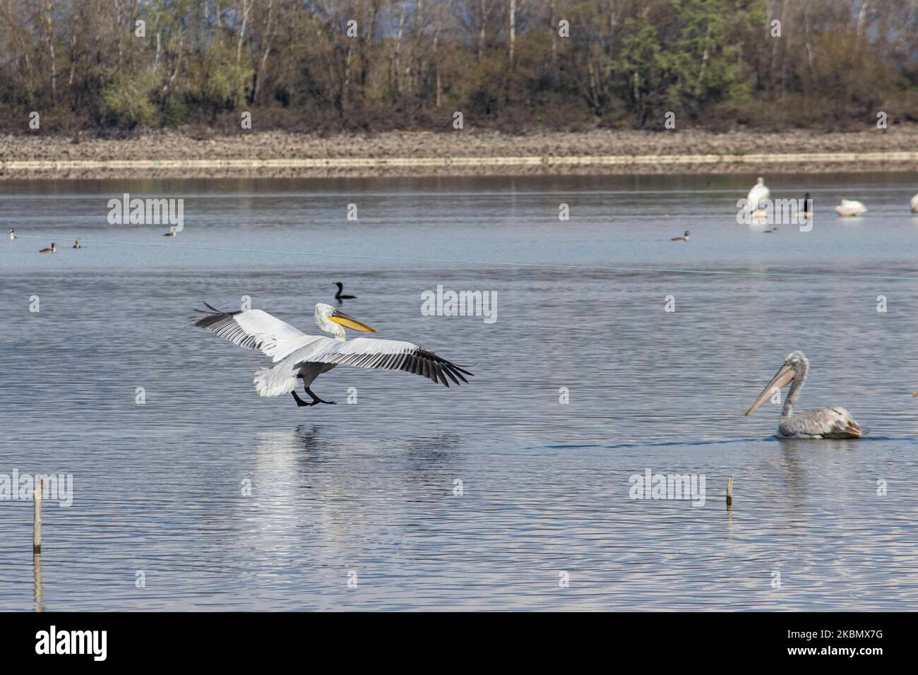Pelicans birds as seen floating in the water in Kerkini lake in Serres ...