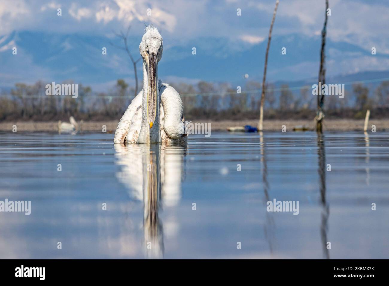 Pelicans birds as seen floating in the water in Kerkini lake in Serres ...