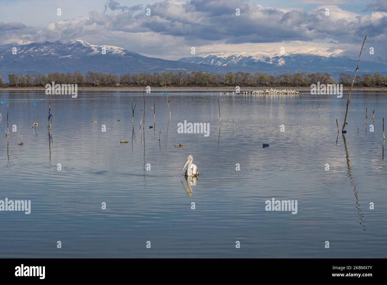 Pelicans birds as seen floating in the water in Kerkini lake in Serres ...