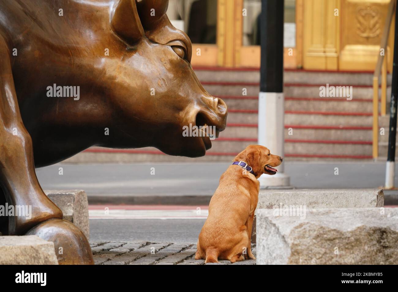 A view of the charging Bull with a dog in New York City USA during ...