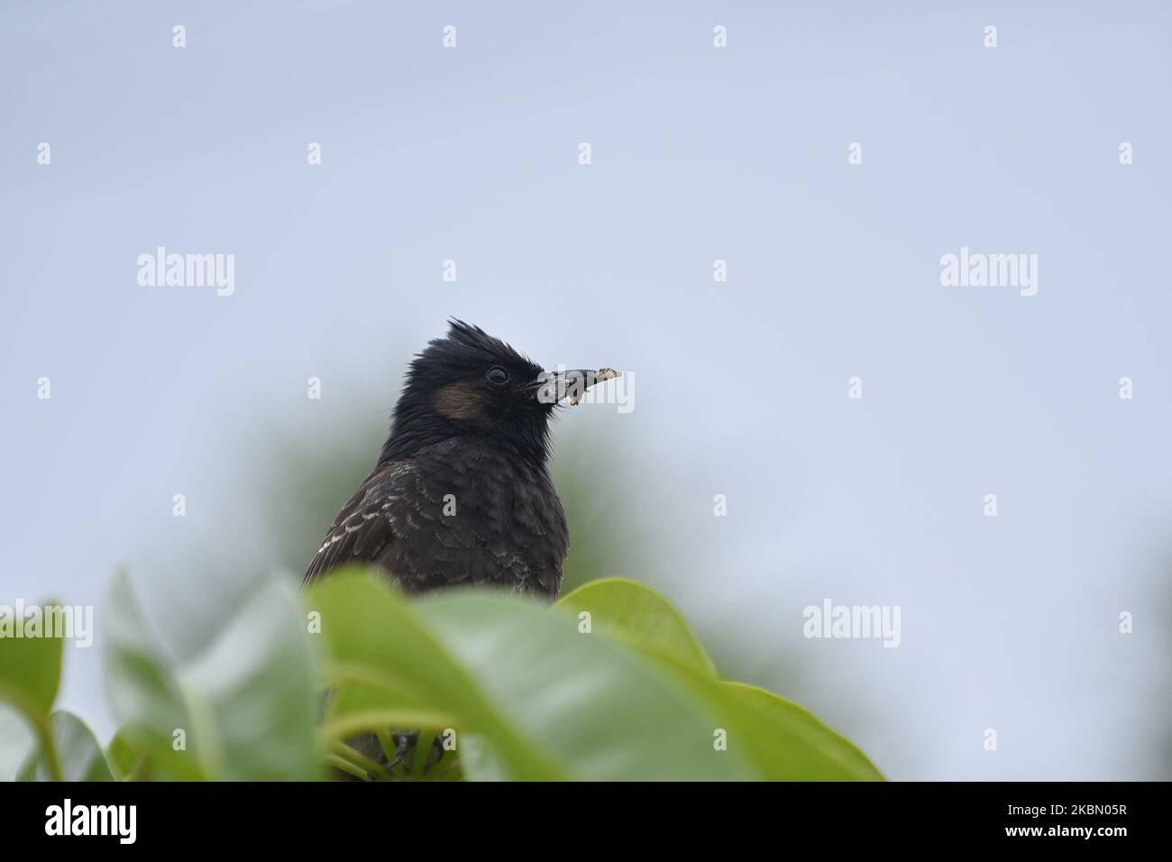A Red-vented Bulbul catch and eat it's pray at Kathmandu, Nepal on ...