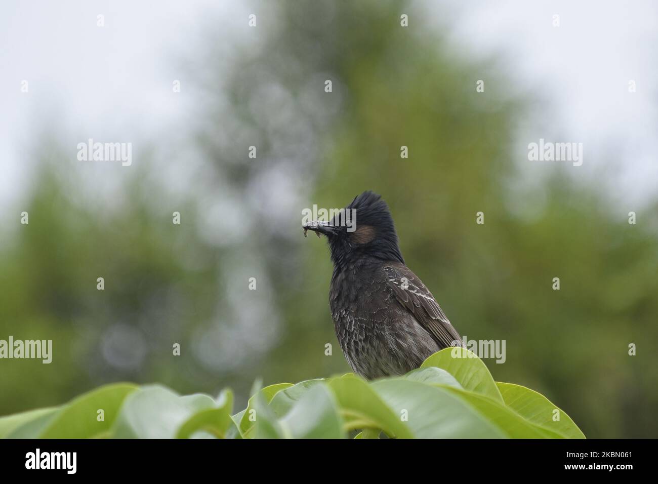 A Red-vented Bulbul catch and eat it's pray at Kathmandu, Nepal on ...