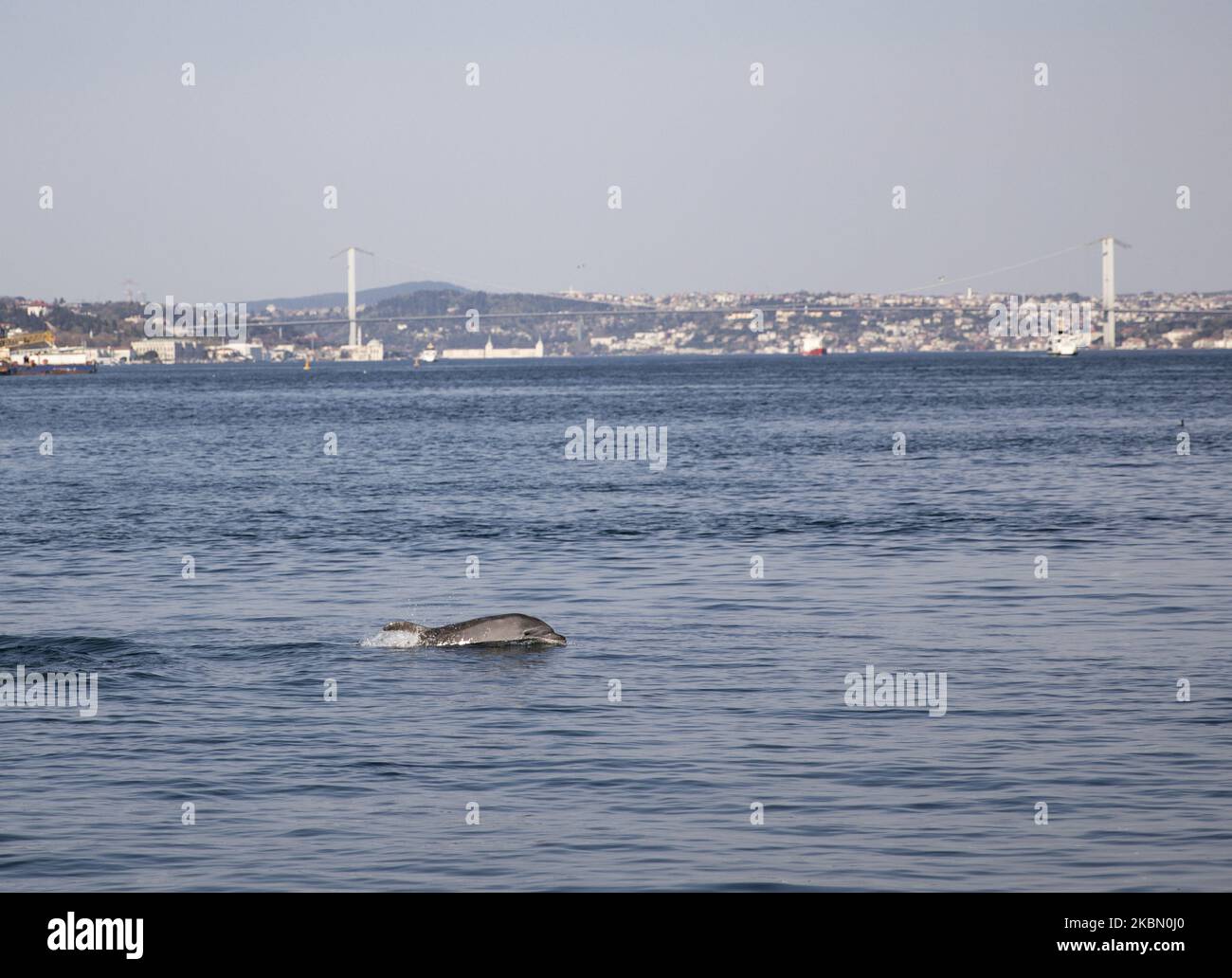 Dolphins take advantage of Turkey's lockdown to explore Istanbul's ...