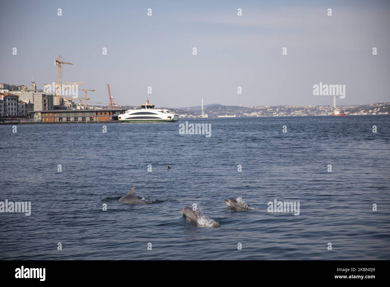 Dolphins take advantage of Turkey's lockdown to explore Istanbul's ...