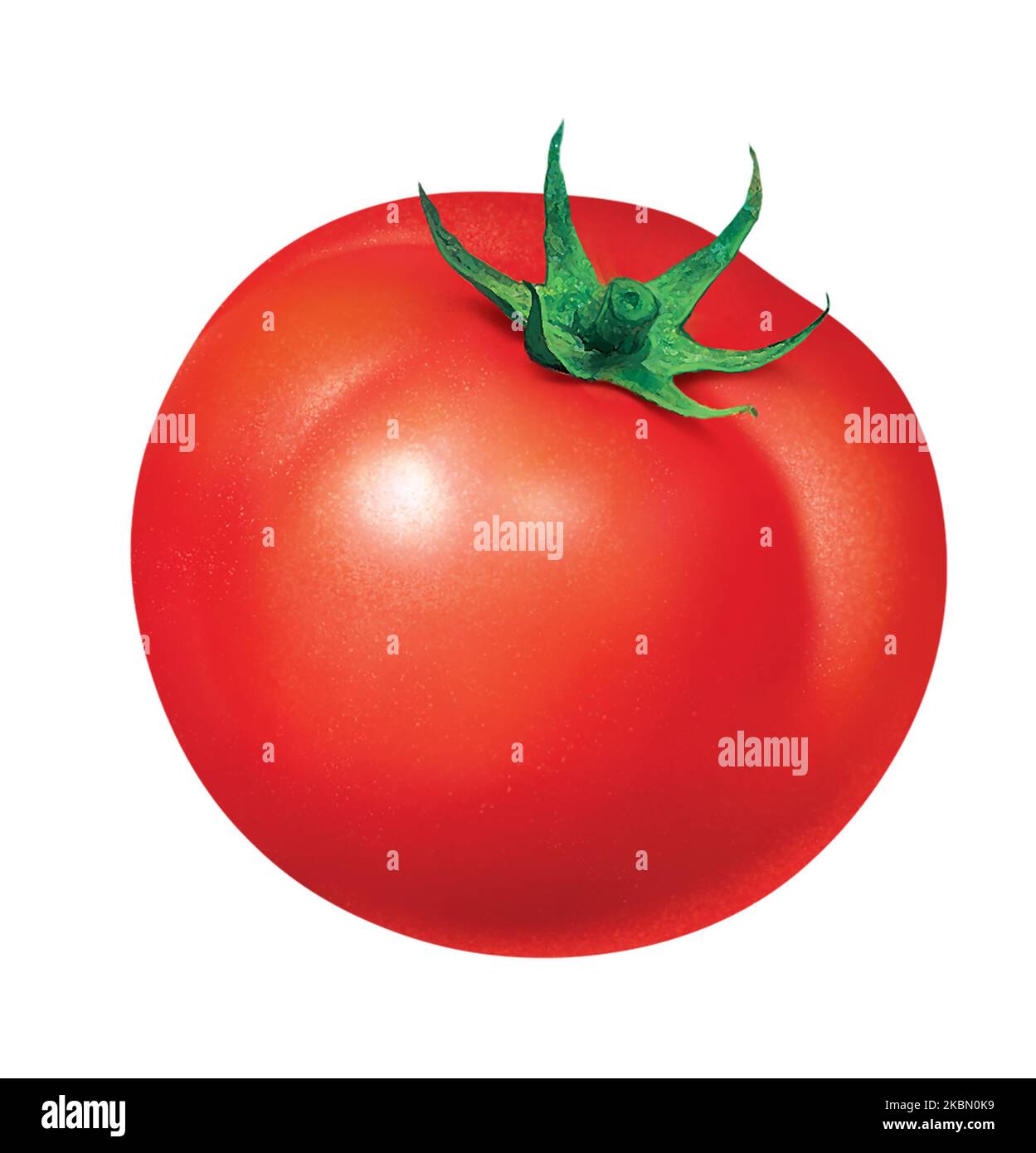 Tomato illustration, isolated on white background Stock Photo - Alamy