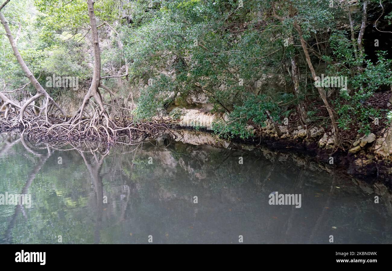 mangrove forest in the national park los haitises in the dominican ...