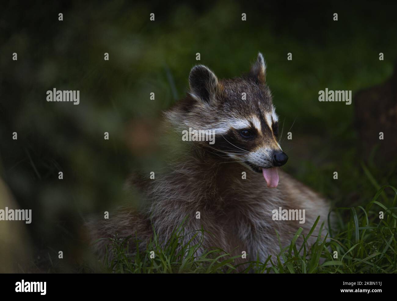 Juvenile raccoon sitting in tall grass and sticking out its tongue ...