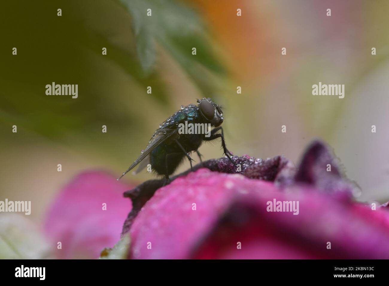 House fly life cycle hi-res stock photography and images - Alamy