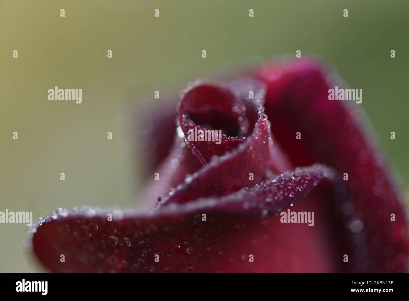 Rose bug disease hi-res stock photography and images - Alamy