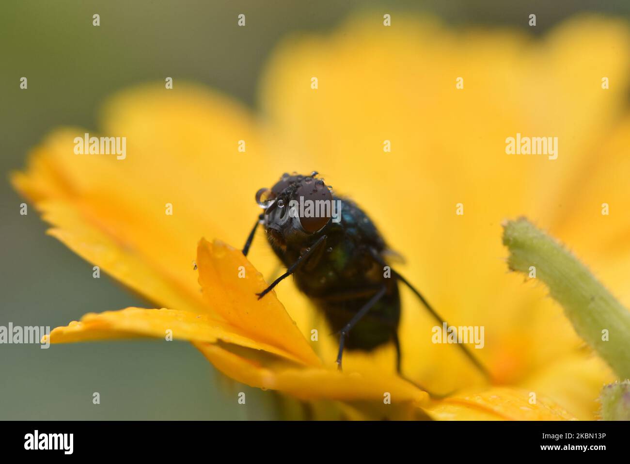 House fly life cycle hi-res stock photography and images - Alamy