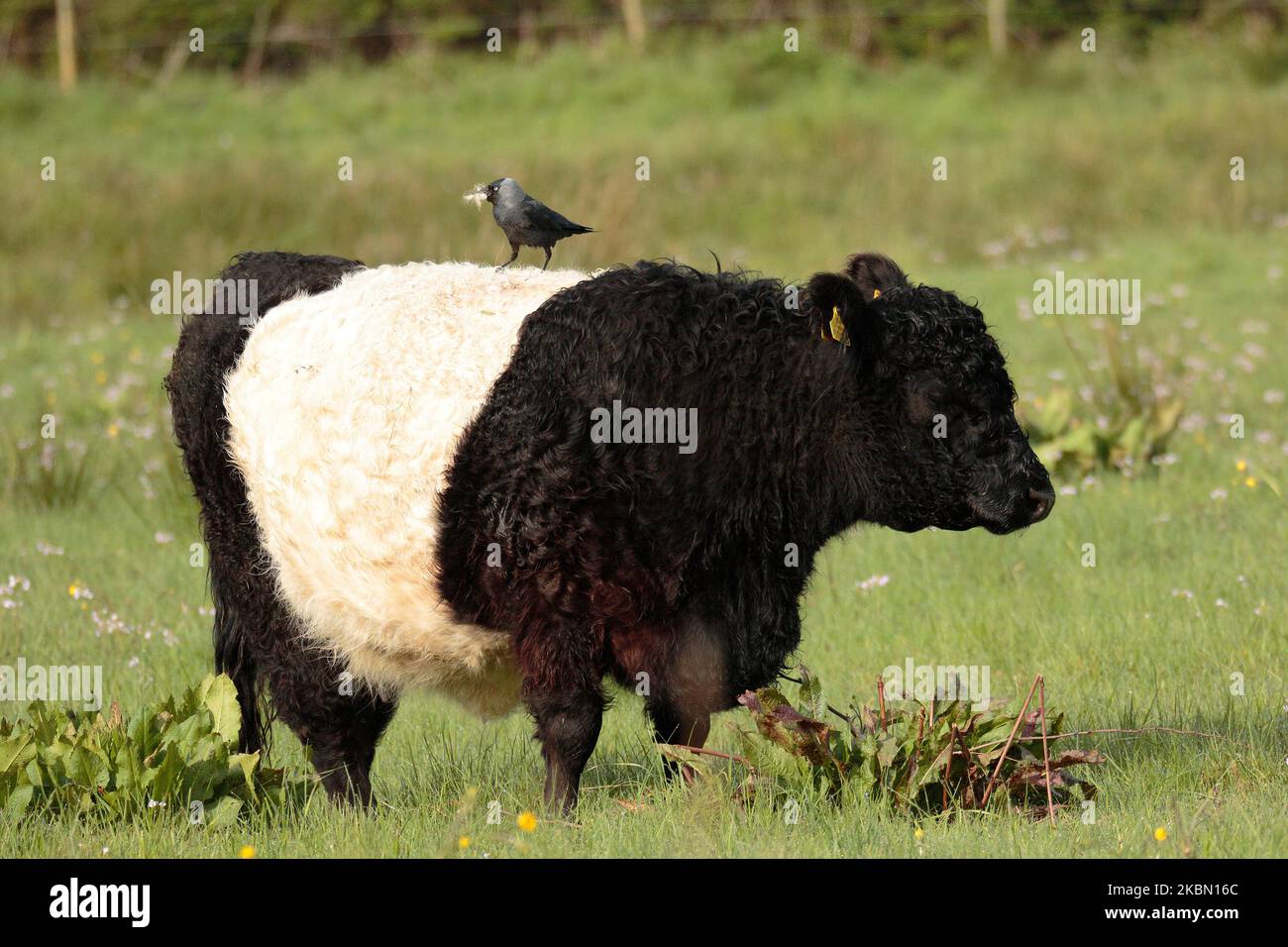 Belted Galloway cattle Stock Photo - Alamy
