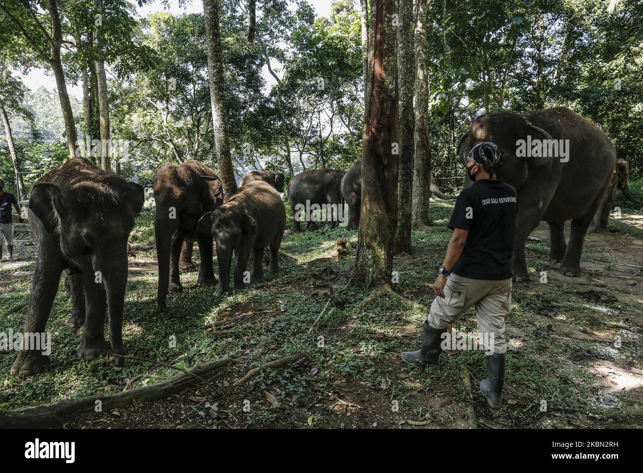 A mahout wearing masks as he watches over a group of female Sumatran ...