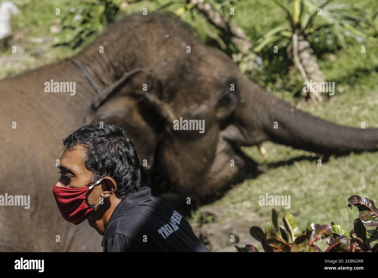 A mahout wearing masks as he watches over a female Sumatran elephants ...
