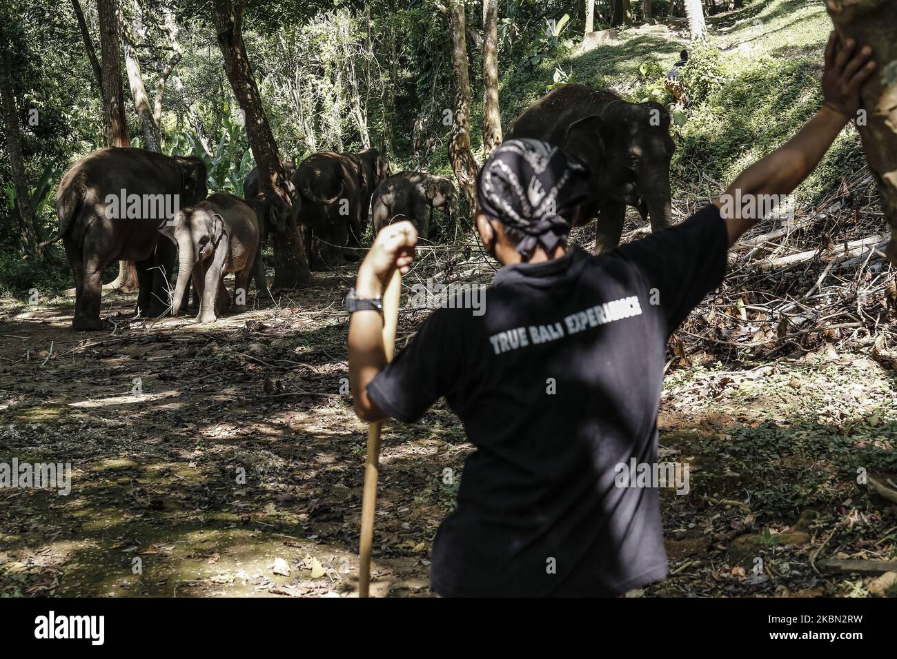 Group of female sumatran elephants hi-res stock photography and images ...
