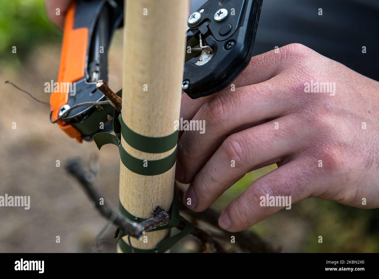 Tying of vine canes work hi-res stock photography and images - Alamy