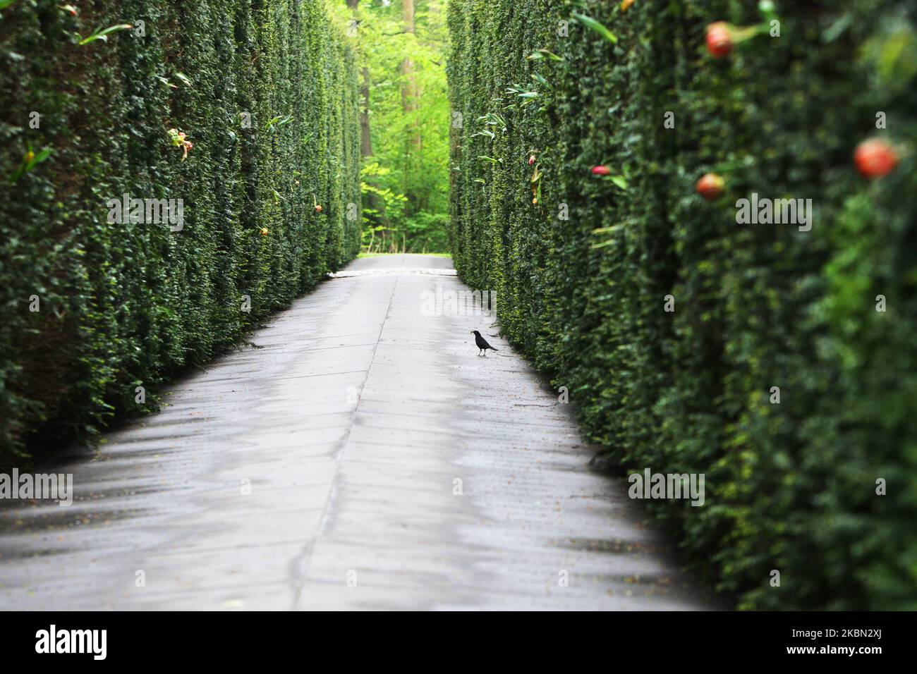 A bird are seen empty National Dachau monument to remember 75 Years of ...