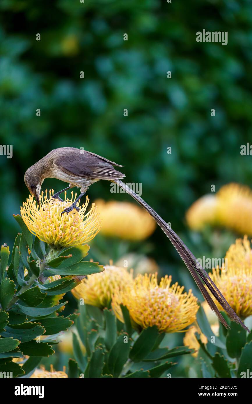 Blooming pincushion protea leucospermum hi-res stock photography and ...