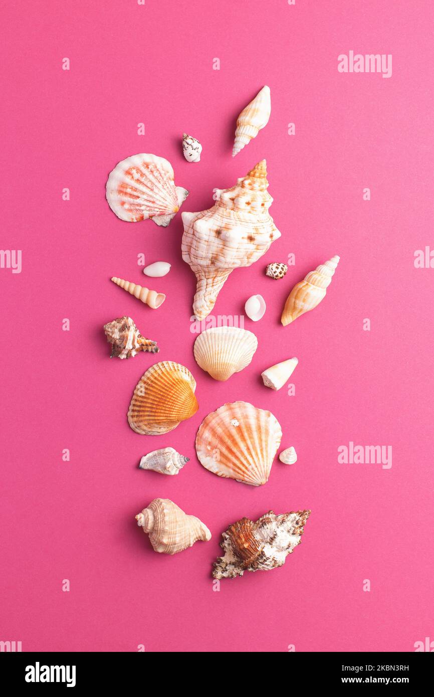 Top view of seashells collection arranged on bright pink background ...
