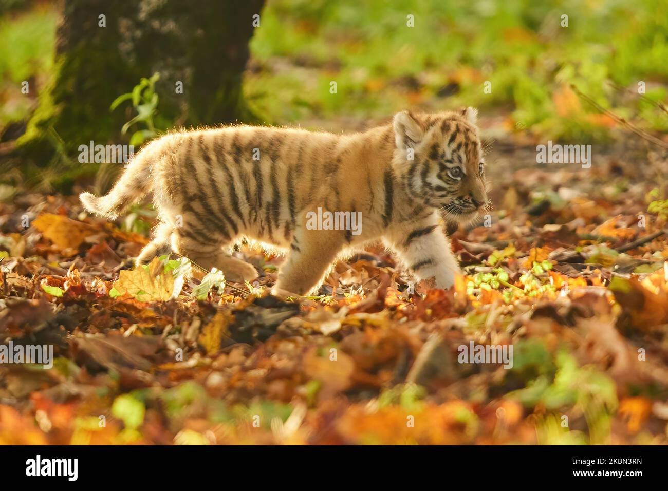 A tiger cub walks through fallen leaves at Banham zoo in Autumn ...