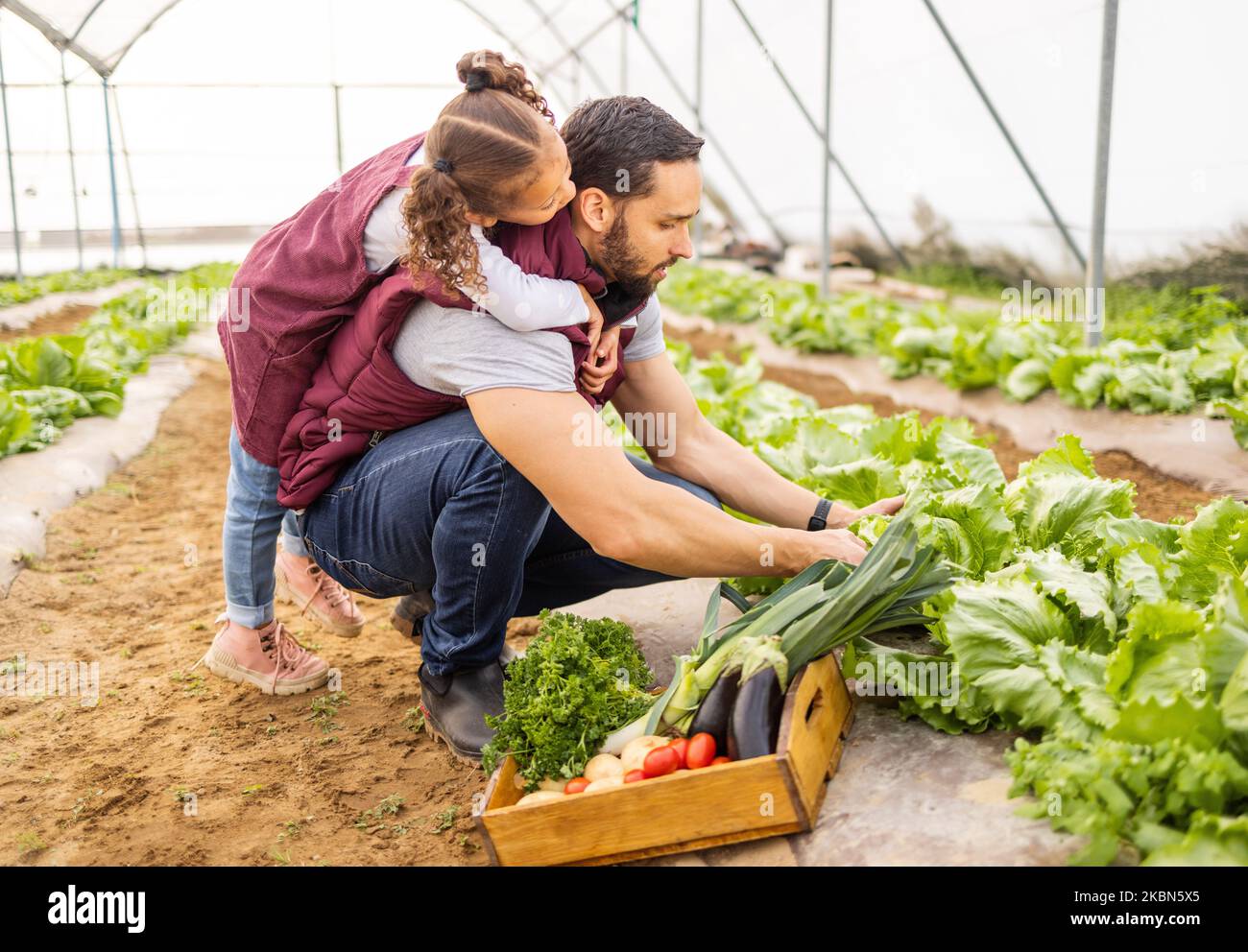 Family, farm and agriculture harvest of vegetables with a father and ...