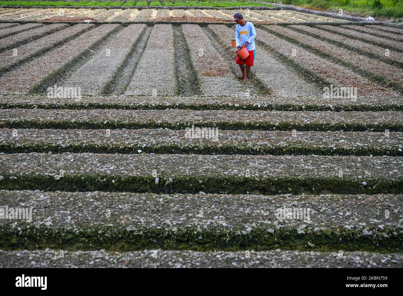 Farmer sprinkles manure hi-res stock photography and images - Alamy