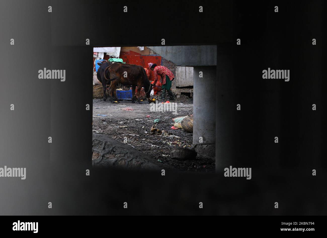 A Nepalese woman feeds a cow at balkhu during the forty day of lockdown ...