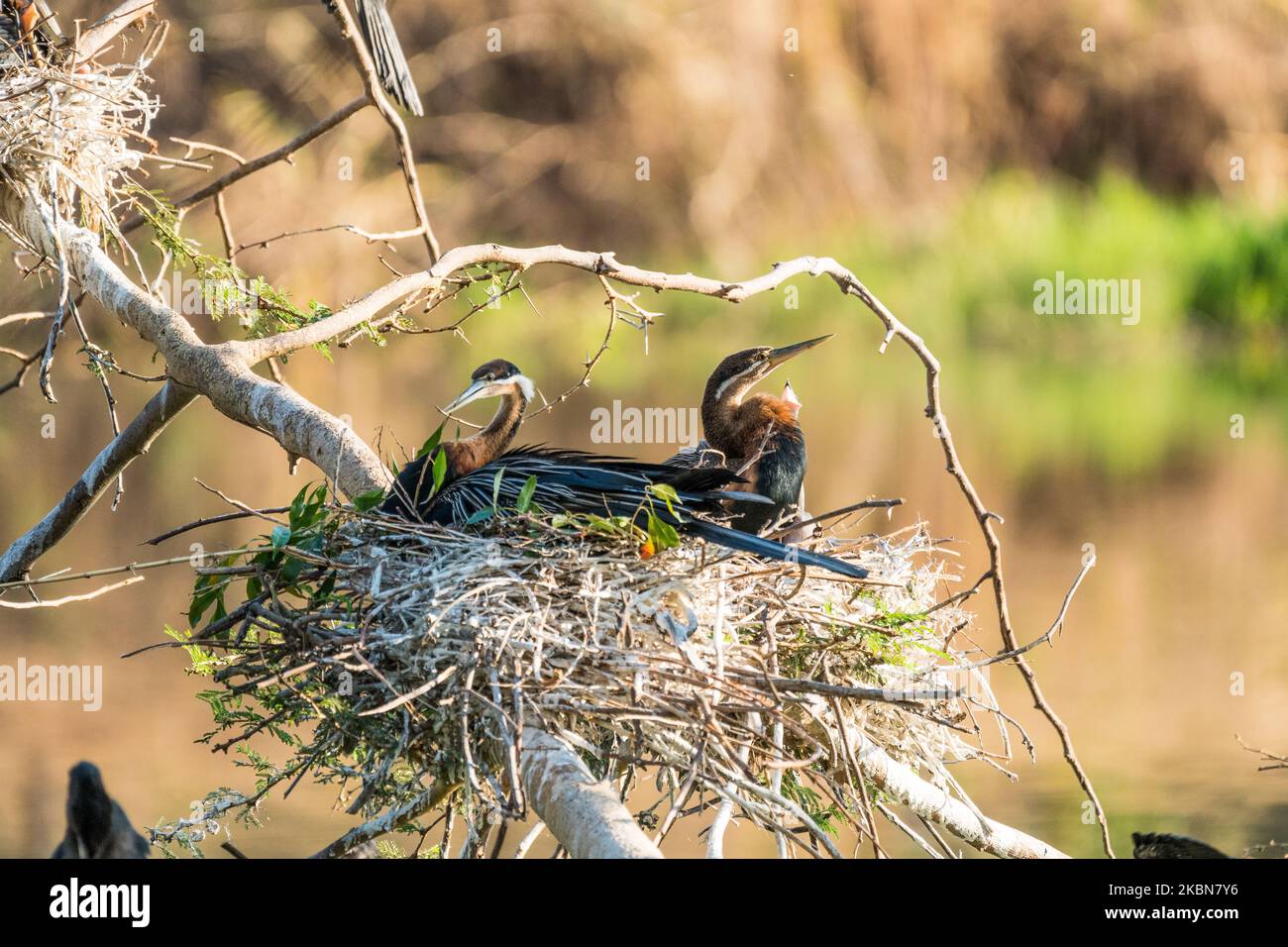 African darter (Anhinga rufa) birds nesting in a nest in a tree closeup ...