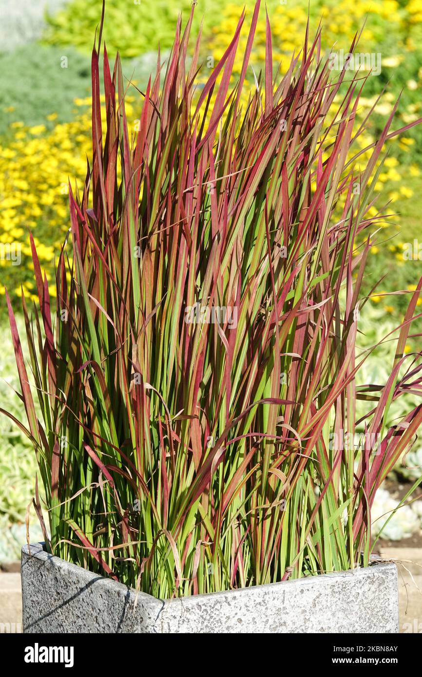 Imperata cylindrica, Growing In a pot, Late summer, Imperata "Red Baron ...
