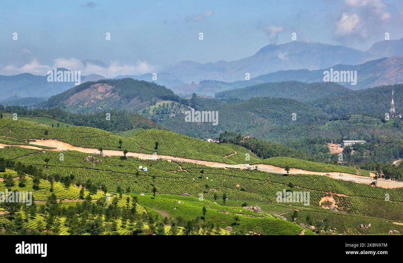 Tea plants seen growing along the hills of the Lockheart Tea Estate in ...