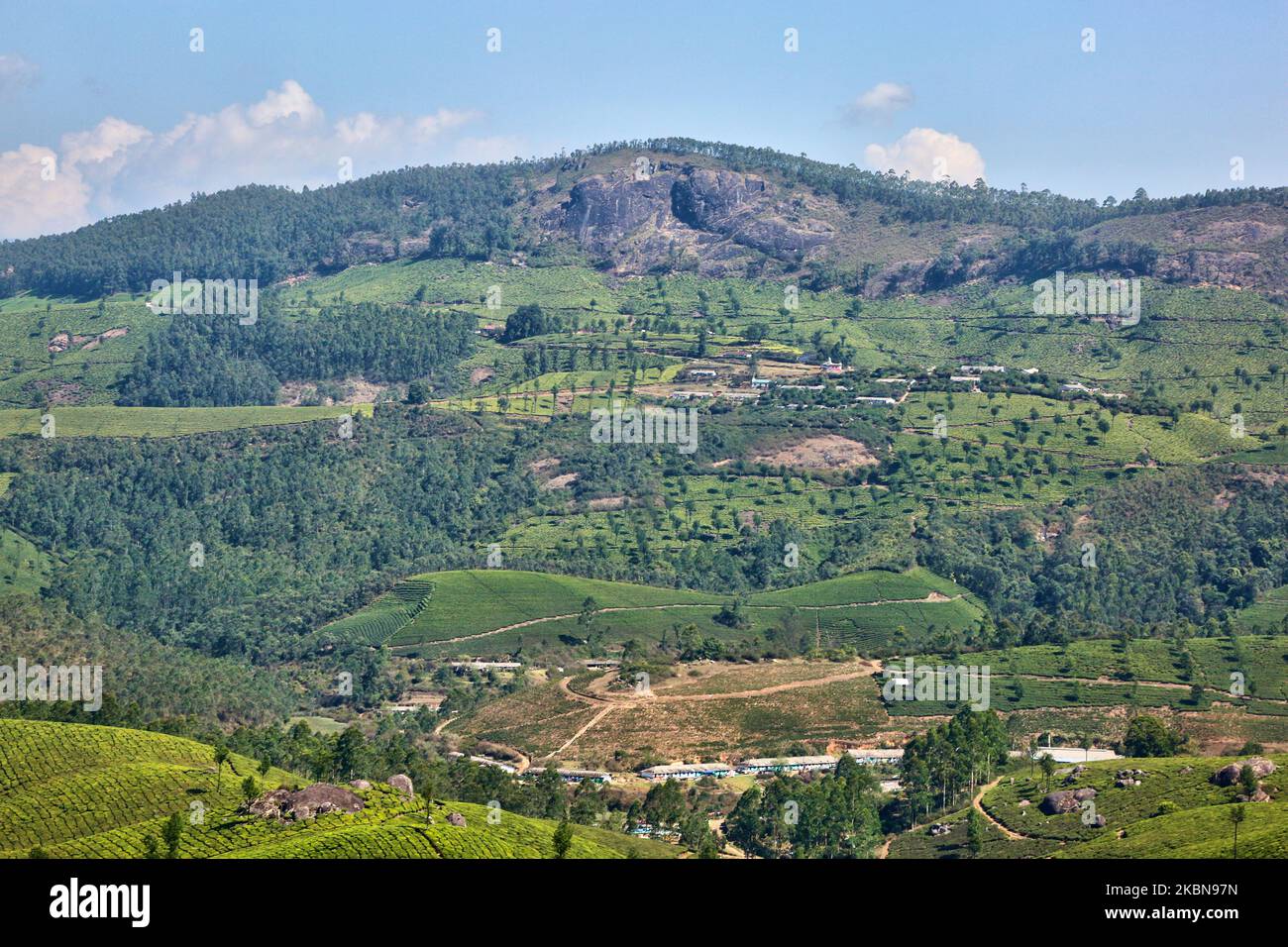 Lockheart tea plantation hi-res stock photography and images - Alamy