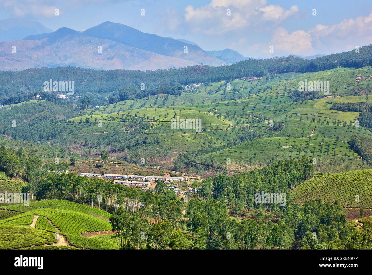 Tea plants seen growing along the hills of the Lockheart Tea Estate in ...