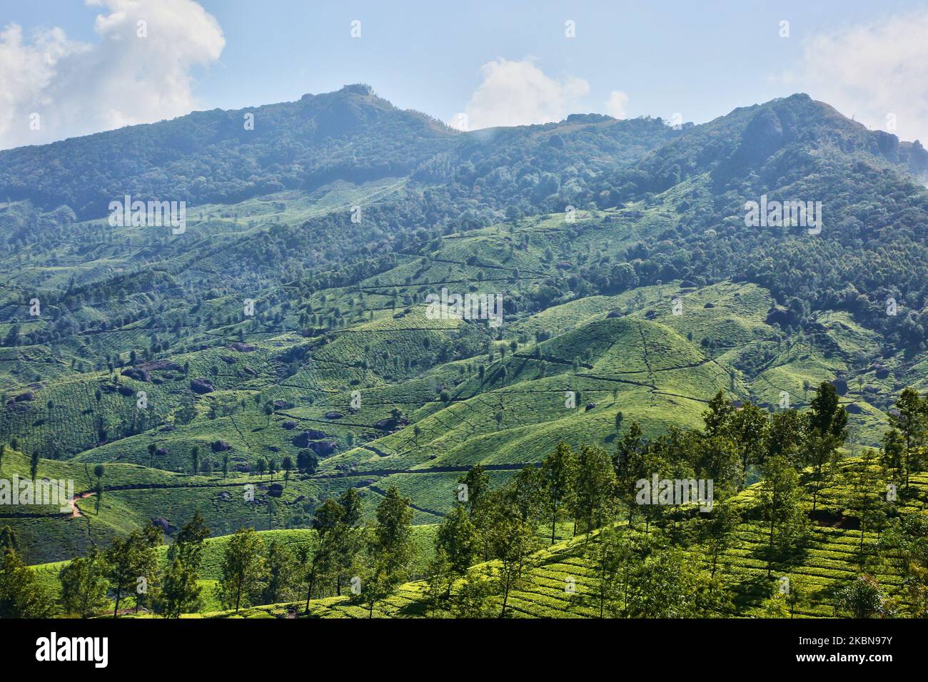 Tea plants seen growing along the hills of the Lockheart Tea Estate in ...