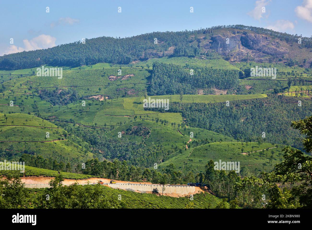 Tea plants seen growing along the hills of the Lockheart Tea Estate in ...