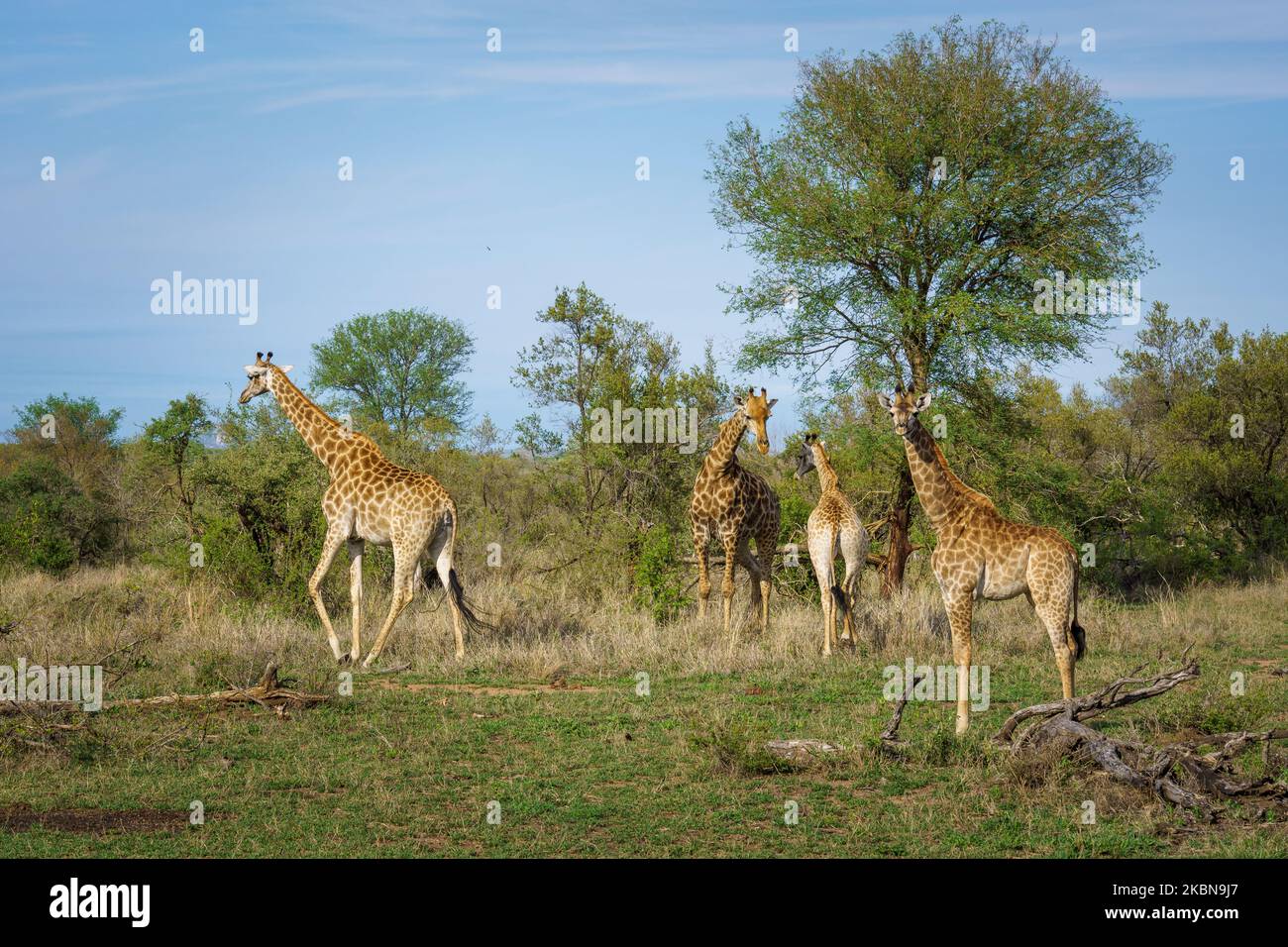 South African giraffe (Giraffa camelopardalis giraffa) standing ...