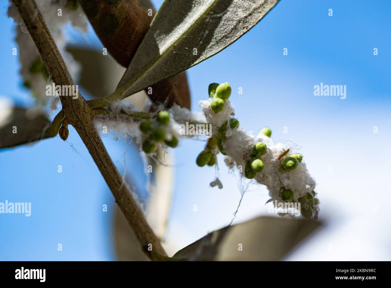 Olive tree scale insects hi-res stock photography and images - Alamy