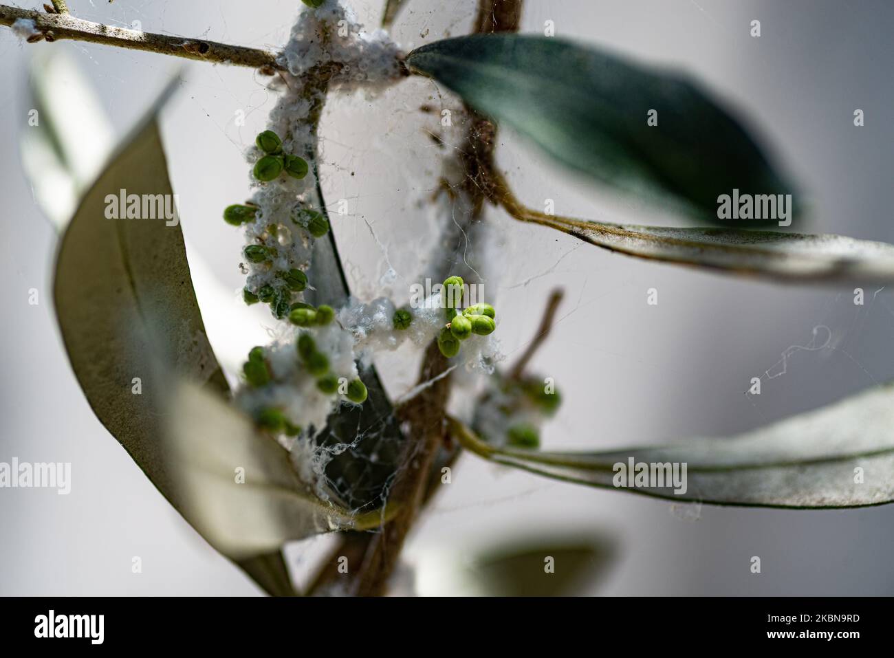 Olive tree scale insects hi-res stock photography and images - Alamy