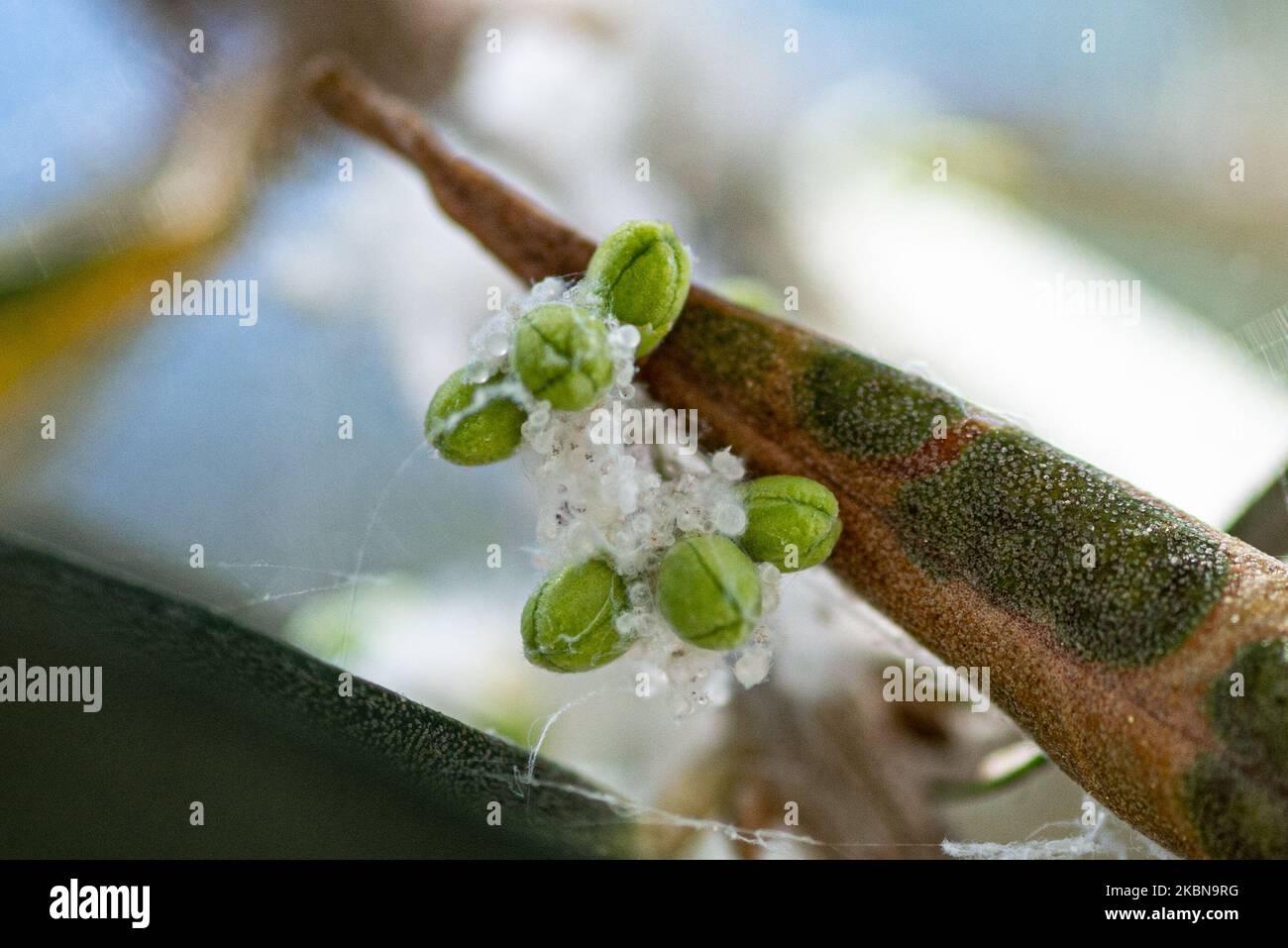 Olive tree scale insects hi-res stock photography and images - Alamy