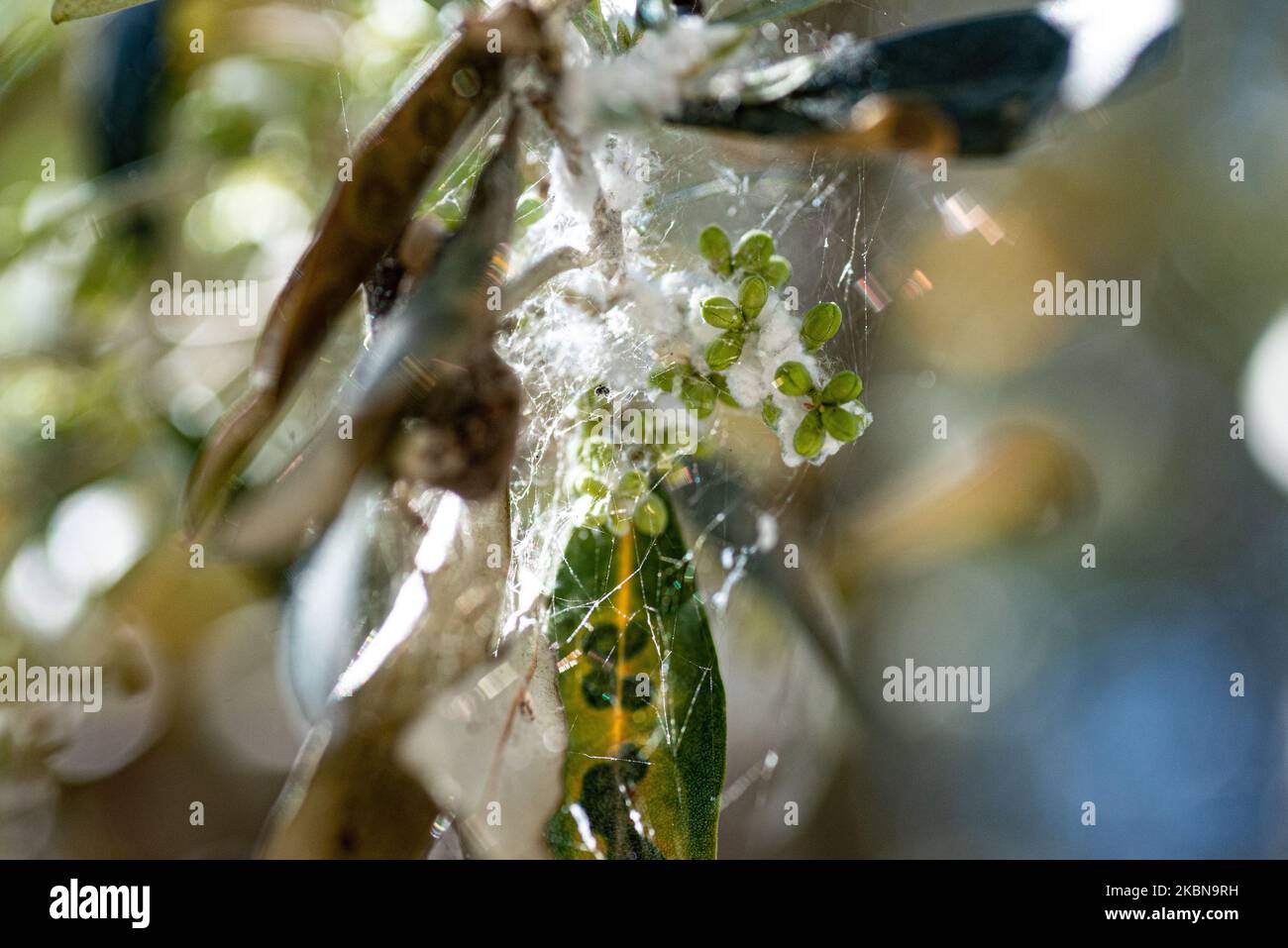 Olive tree scale insects hi-res stock photography and images - Alamy