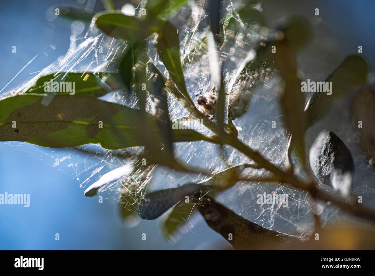 Olive tree scale insects hi-res stock photography and images - Alamy