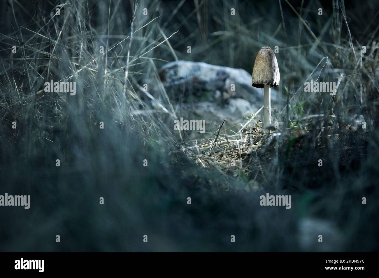 Small and solitary mushroom that begins to appear in the dark areas of ...