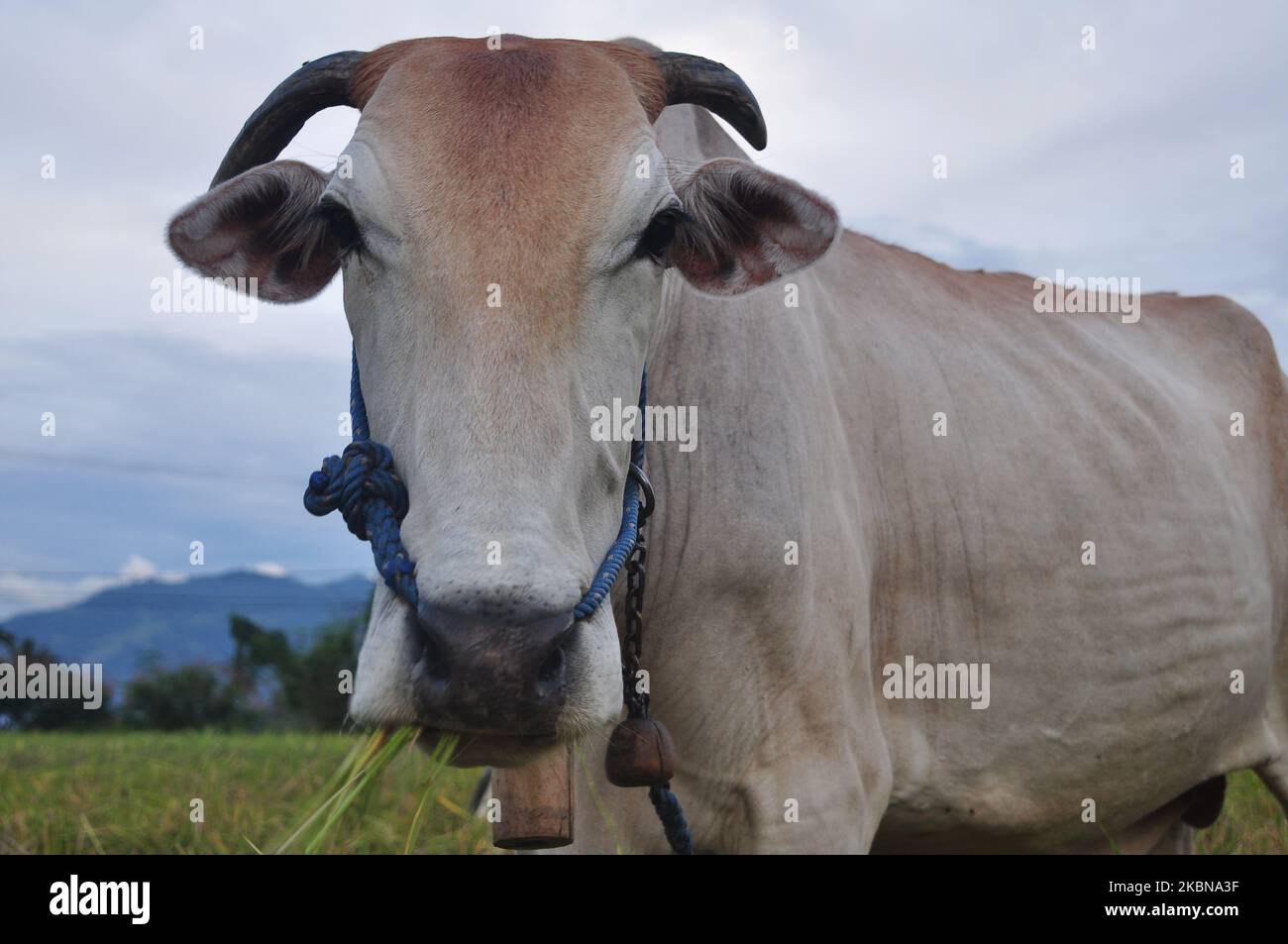 A cow is eating leftover straw from a rice harvest in a rice field in ...