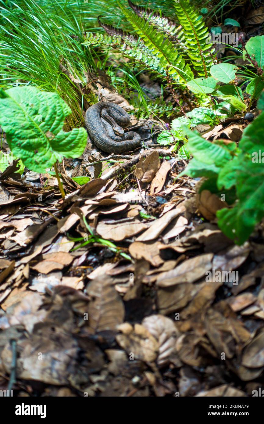 Himalayan pit viper gloydius hi-res stock photography and images - Alamy