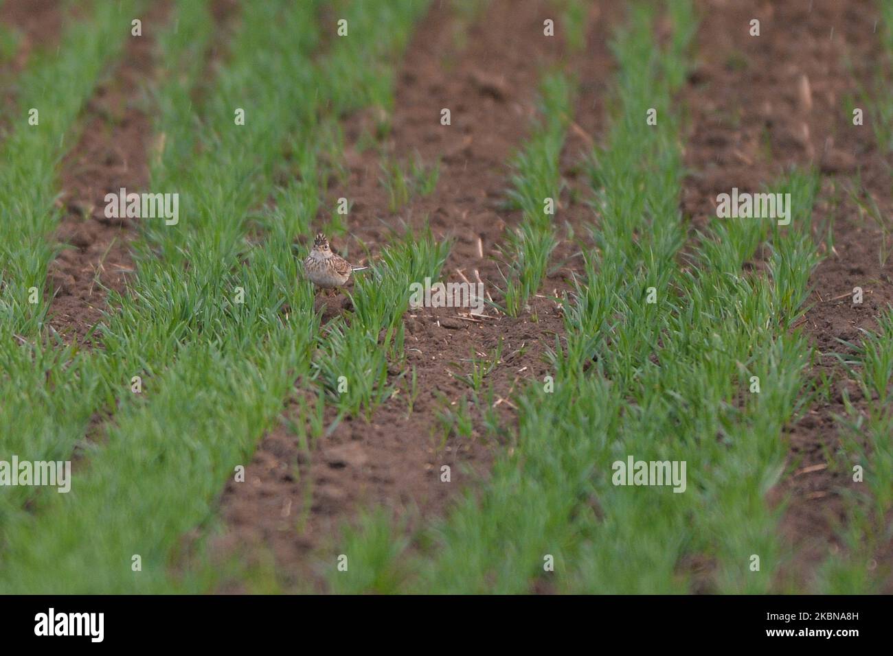 A view a common quail, a small ground-nesting game bird in the pheasant ...